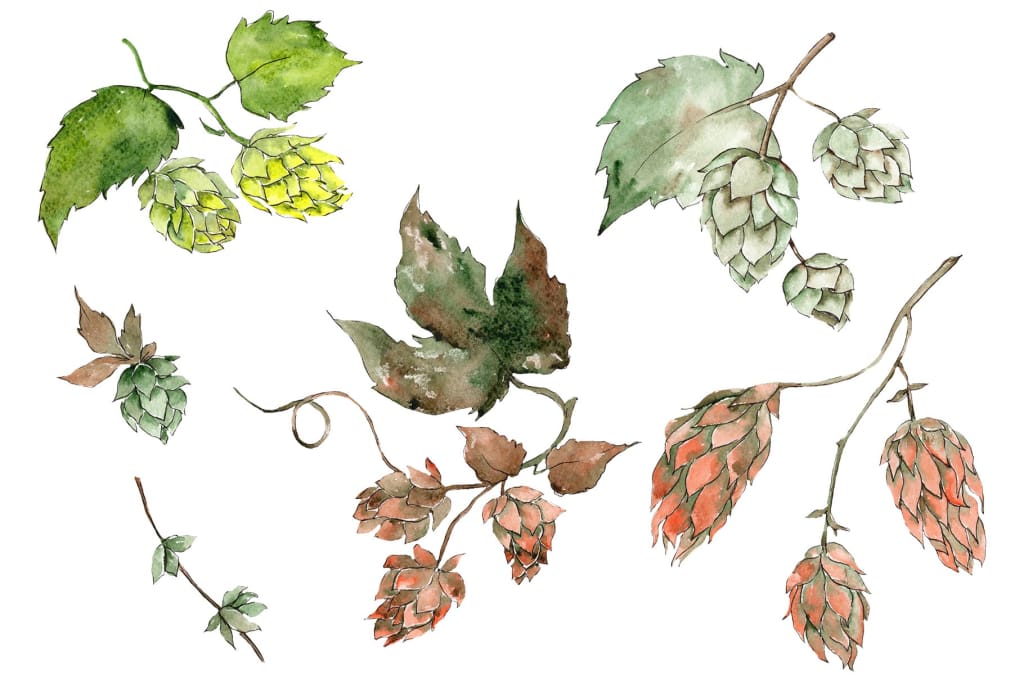 hops flower drawing