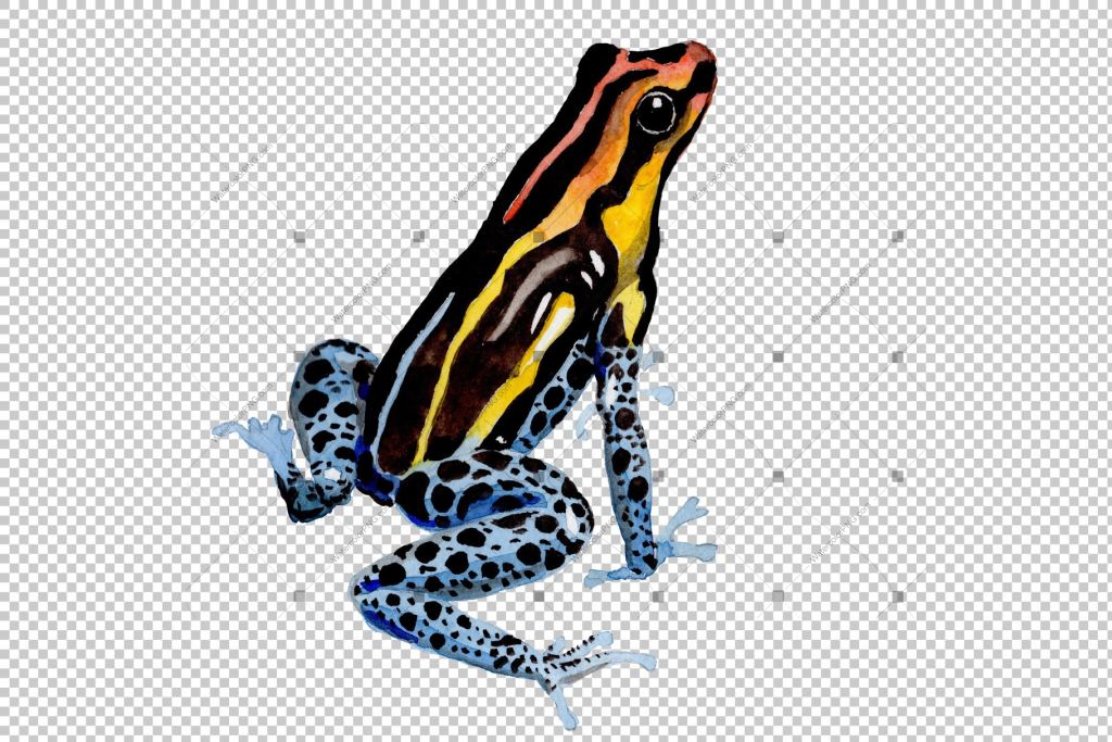 blue frog graphics