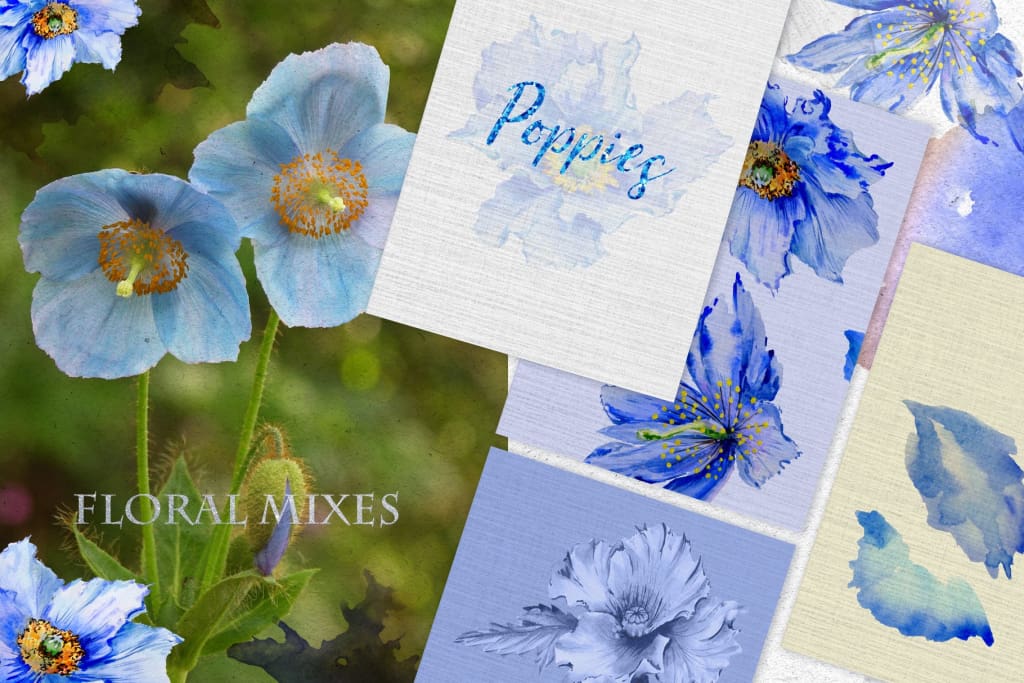Blue Poppies Watercolor png – WatercolorPNG