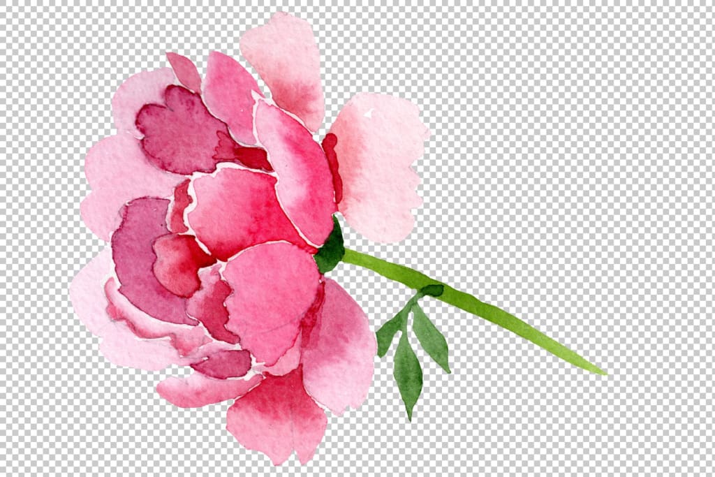 peonies no background